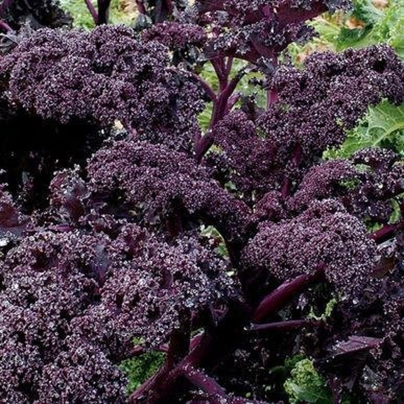 Redbor Kale Seeds Brassica oleracea Packet of 20 Seeds | Etsy