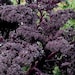 Redbor Kale Seeds brassica Oleracea 20seeds in Frozen Seed Capsules ...