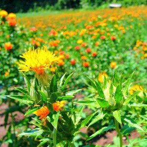 Safflower Seeds (carthamus Tinctorius) Packet of 40 Seeds - Palm Beach ...