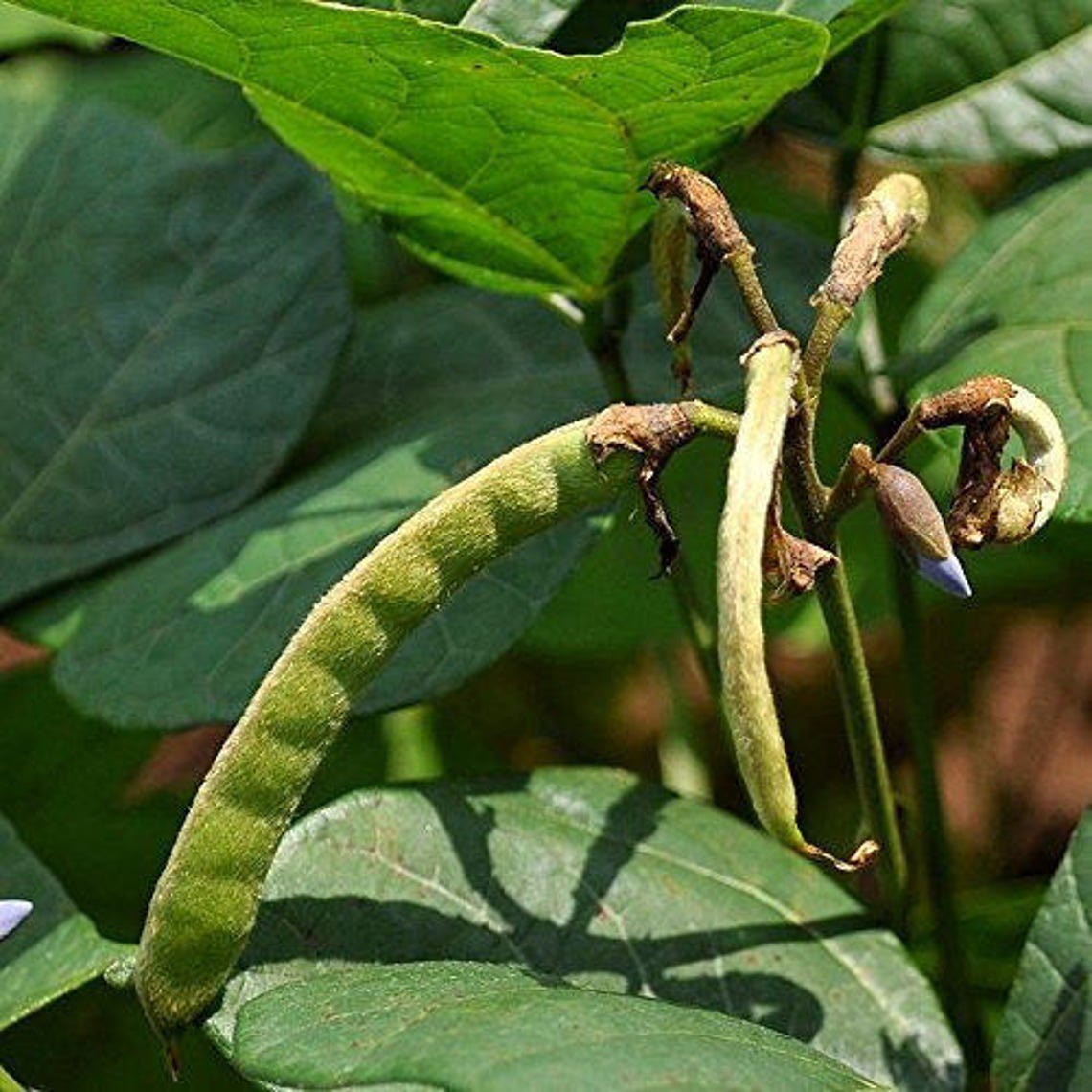 Jicama Seeds (pachyrrhizus Erosus) Packet of 10 Seeds - Palm Beach Seed ...