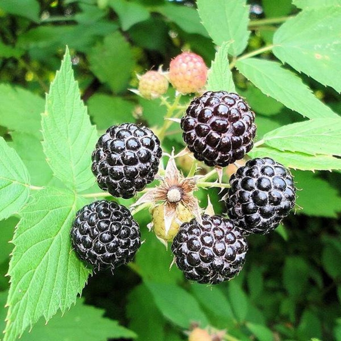 Black Raspberry Seeds rubus Occidentalis Packet of 100 | Etsy