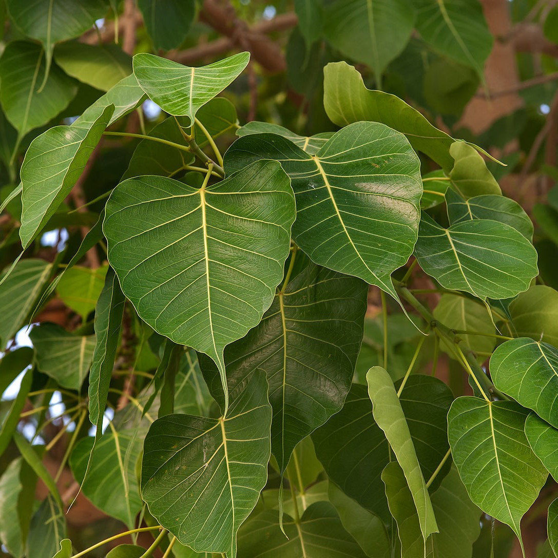 Bo-Tree Seeds Ficus religiosa 100 Seeds in Frozen Seed | Etsy