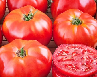 Tomato Ace 55 Seeds Packet Craft Supplies & Tools Gardening & Plants ...