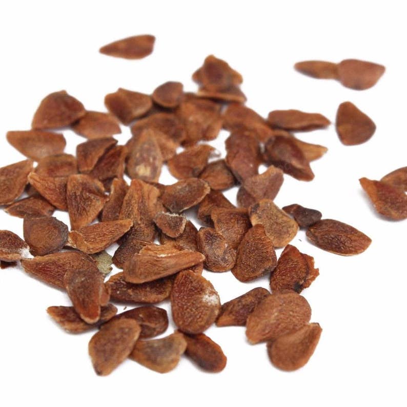 Chinese Toon Seeds (toona Sinensis) Packet of 20 Rare Seeds- Palm Beach ...