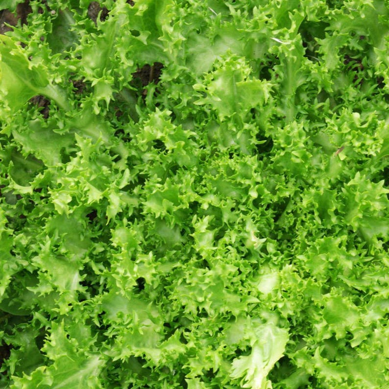 Golden Giant Escarole Seeds cichorium Endiva Packet of 30 - Etsy UK