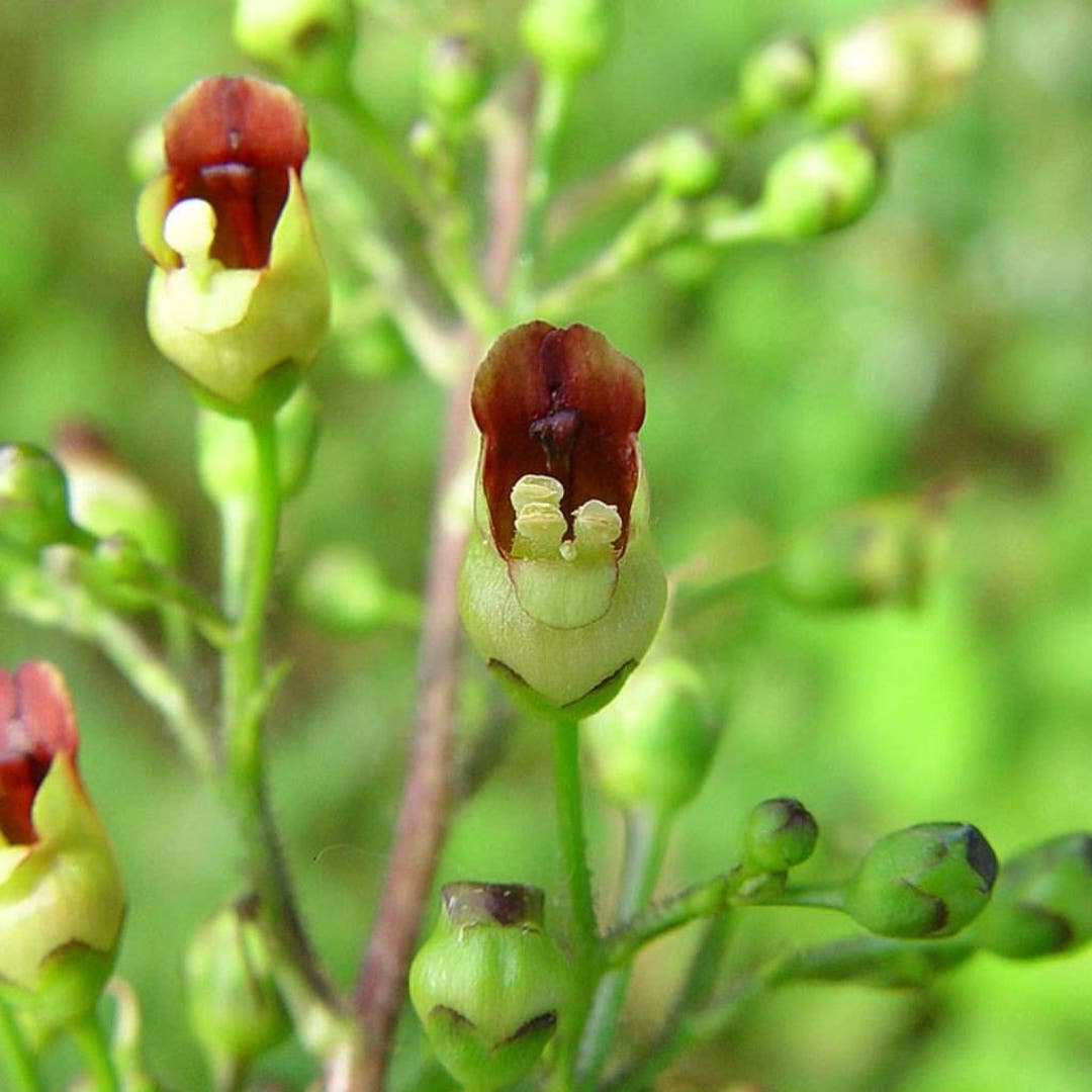 Figwort Seeds (scrophularia Nodosa) Packet of 20 Seeds - Palm Beach ...