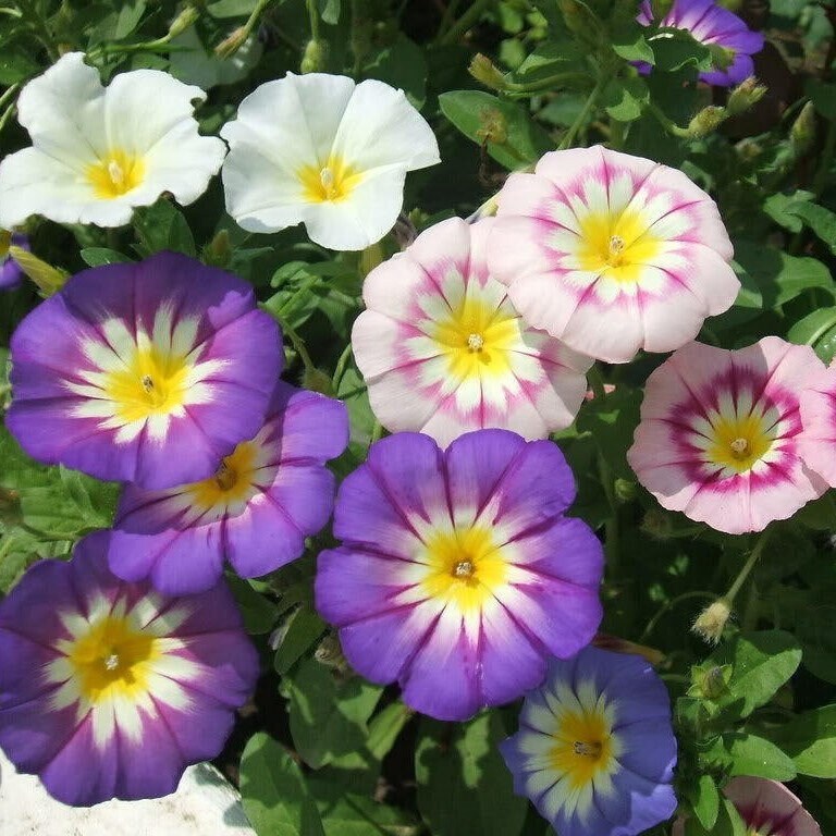 Tricolor Mixed Convolvulus Seeds - Packet of 40 Seeds - Palm Beach Seed ...