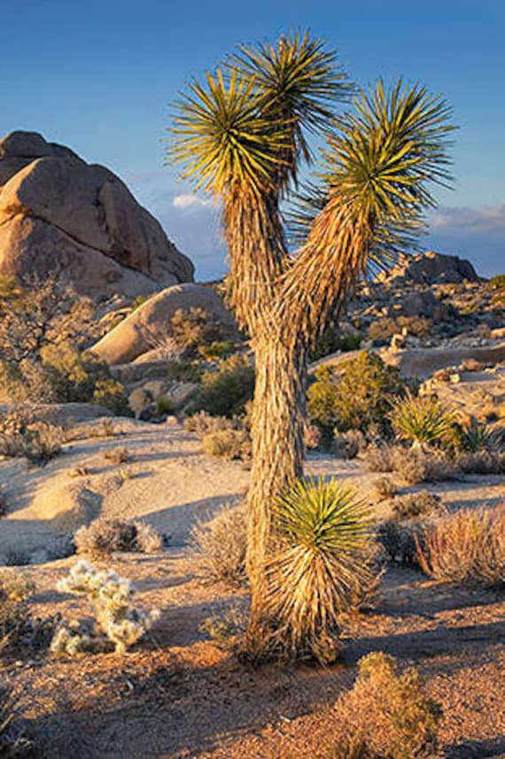 Joshua Tree Seeds Yucca brevifolia Packet of 5 Seeds | Etsy