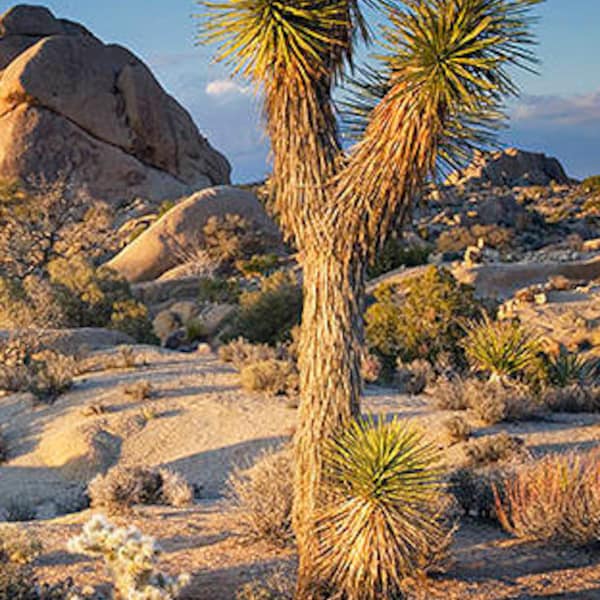 Joshua Tree Crafts - Etsy
