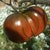 Sienna Pea Seeds pisum Sativum Packet of 20 Seeds Palm Beach Seed ...