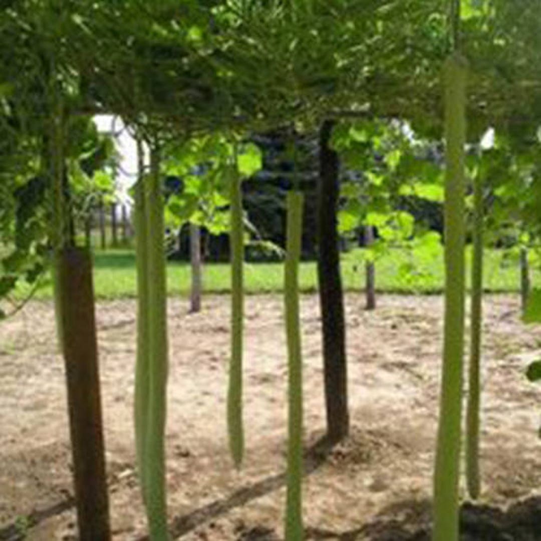 Kikinda Competition Strain Edible Gourd Seeds - Packet of 5 Seeds - Etsy