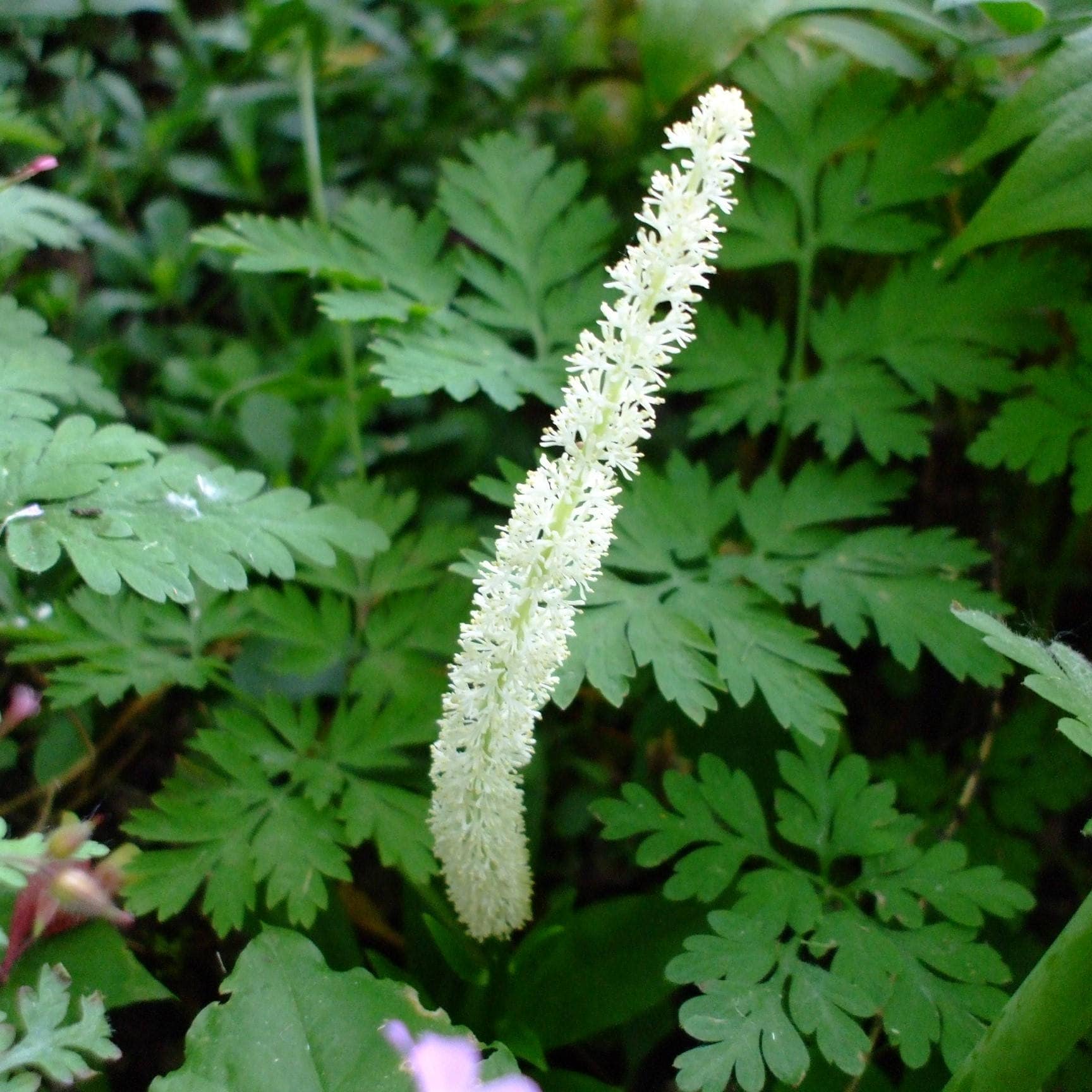 Unicorn False organic medical seed 5 Home & Living Outdoor & Gardening ...