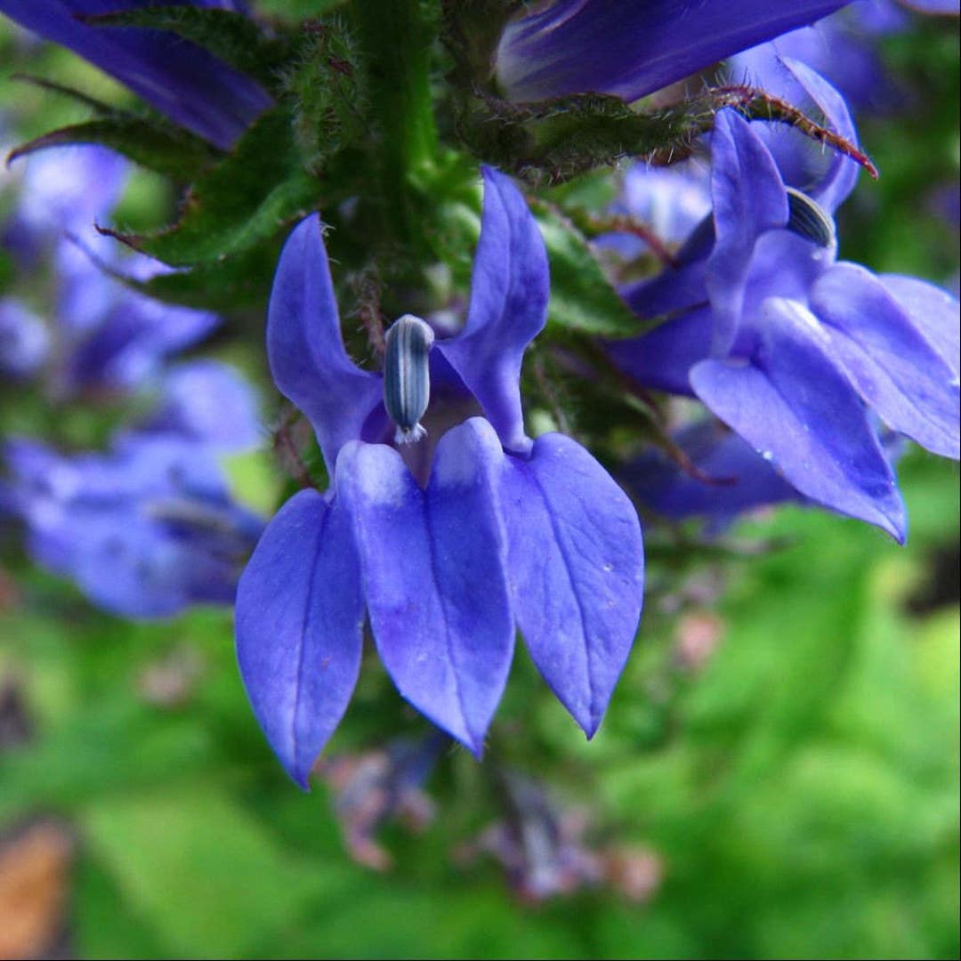 Great Lobelia Seeds lobelia Syphilitica Packet of 40 Seeds Palm Beach ...