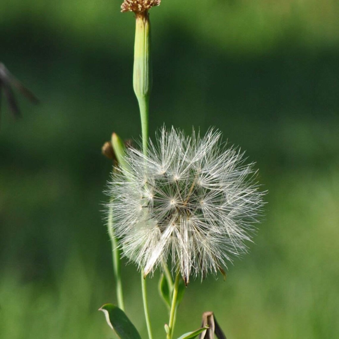 Quilquina Seeds porophyllum Ruderale Packet of 10 Seeds - Etsy