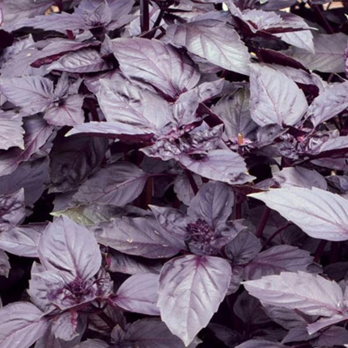 Dark Purple Opal Basil Seeds Packet of 40 Seeds Palm Beach | Etsy