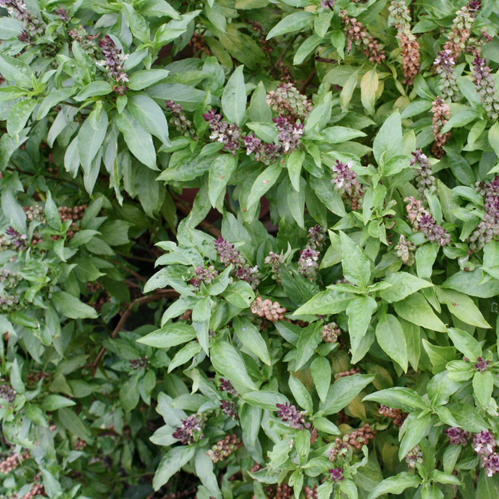 Siam Queen Thai Basil Seeds ocimum Basilicum Packet of 30 - Etsy