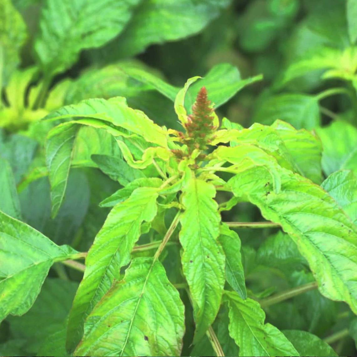 Green Callaloo Amaranth Seeds (amaranthus Viridis) 30+ Seeds in Frozen ...