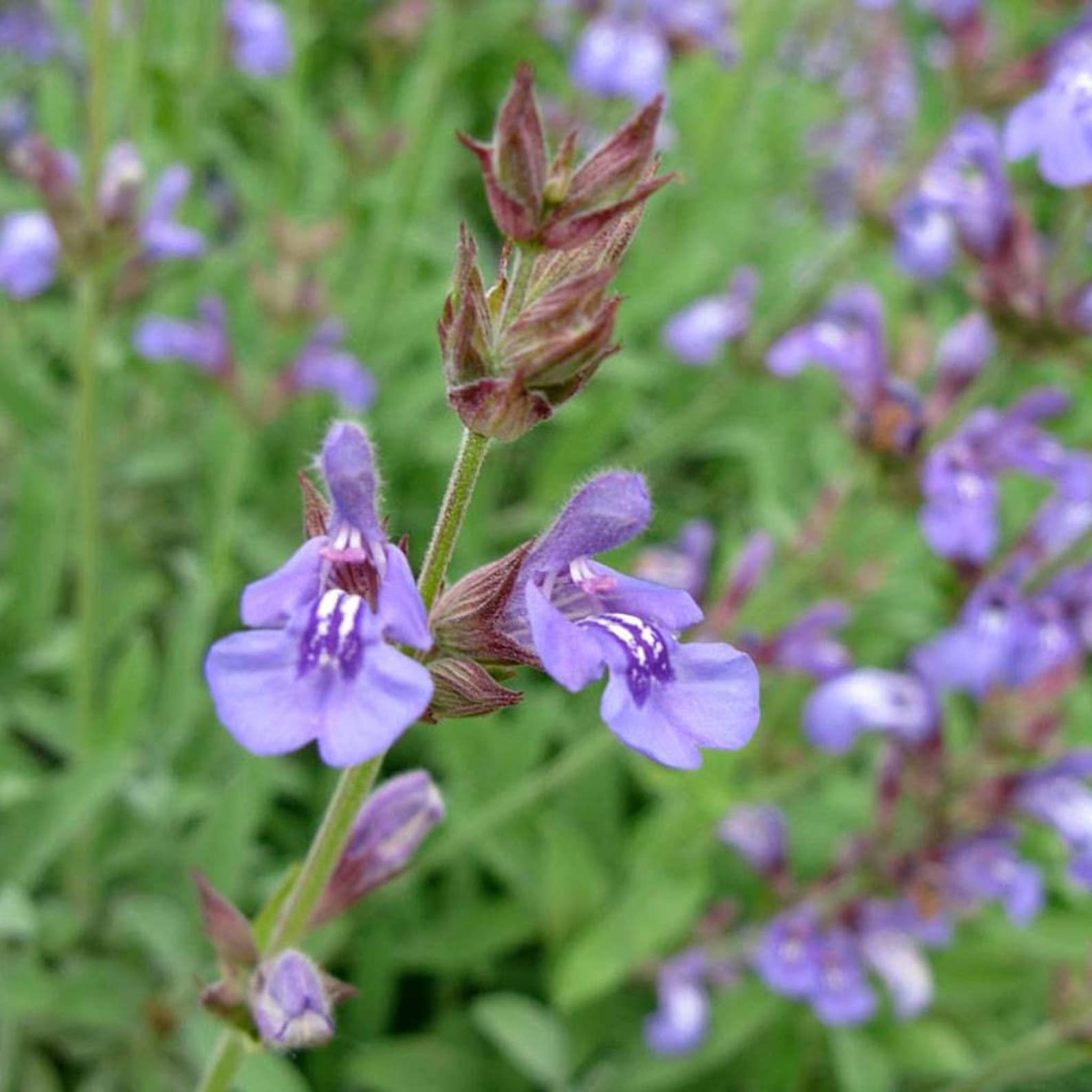Spanish Sage Seeds (salvia Lavandulifolia) Packet of 20 Seeds - Palm ...