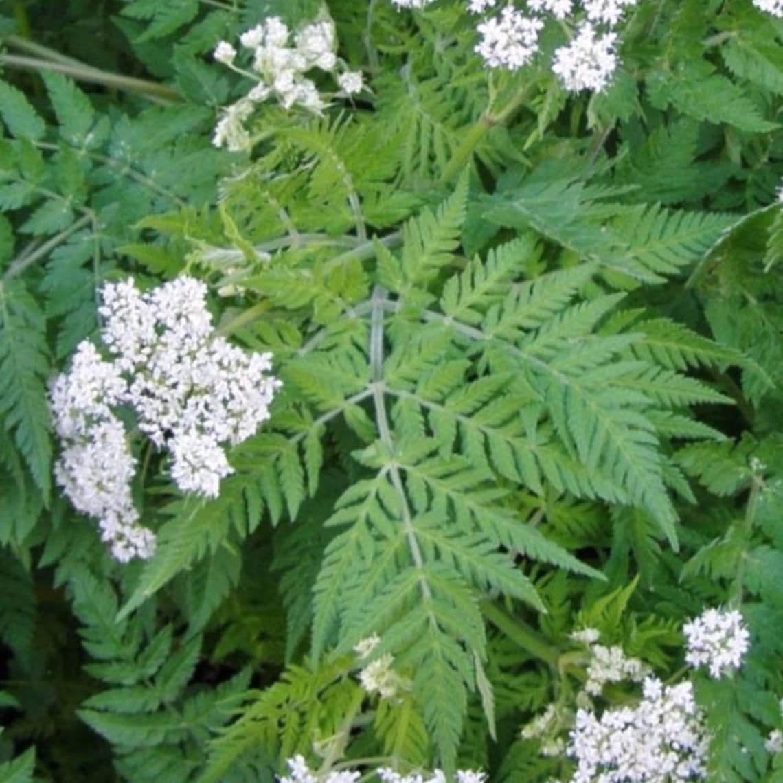 Sweet Cicely Seeds Myrrhis odorata 10 Seeds in Frozen Seed | Etsy