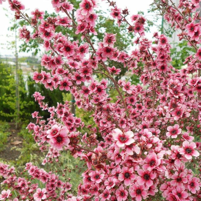 Manuka Tree Seeds (leptospermum Scoparium) Packet of 10 Seeds - Palm ...
