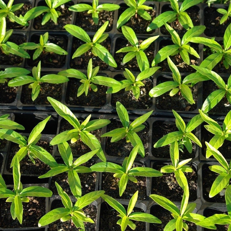 Noni Tree Seeds (morinda Citrifolia) Packet of 10 Seeds - Palm Beach ...