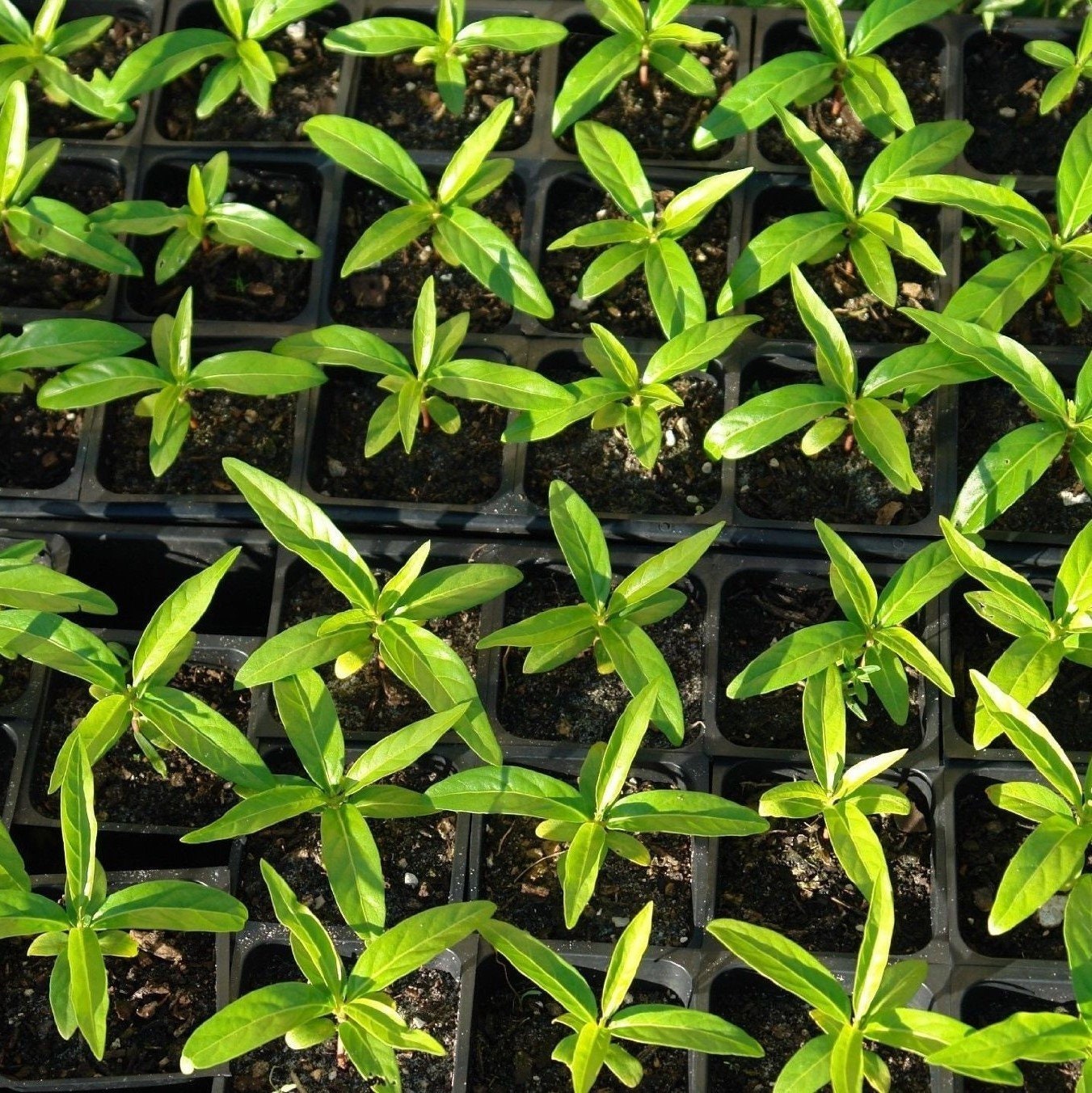 Noni Tree Seeds morinda Citrifolia Packet of 30 Seeds Palm - Etsy