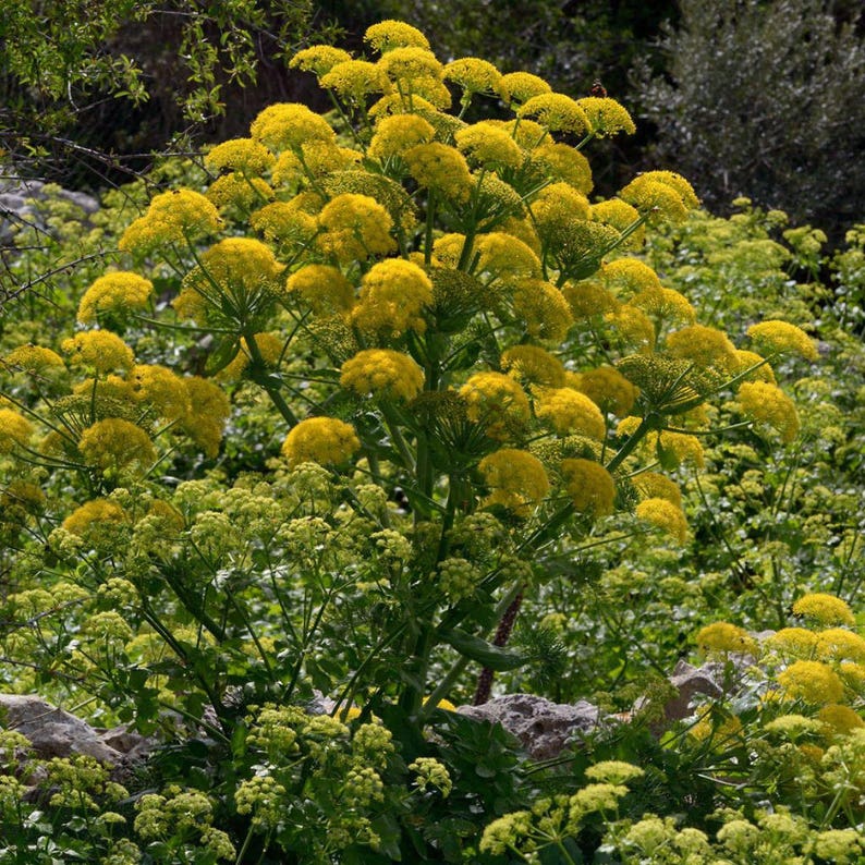 Giant Anise Fennel Seeds ferula Communis 10 Seeds in Frozen | Etsy