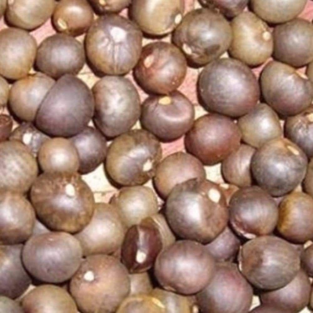 Tea Plant Seeds camellia Sinensis Packet of 3 Seeds Palm - Etsy