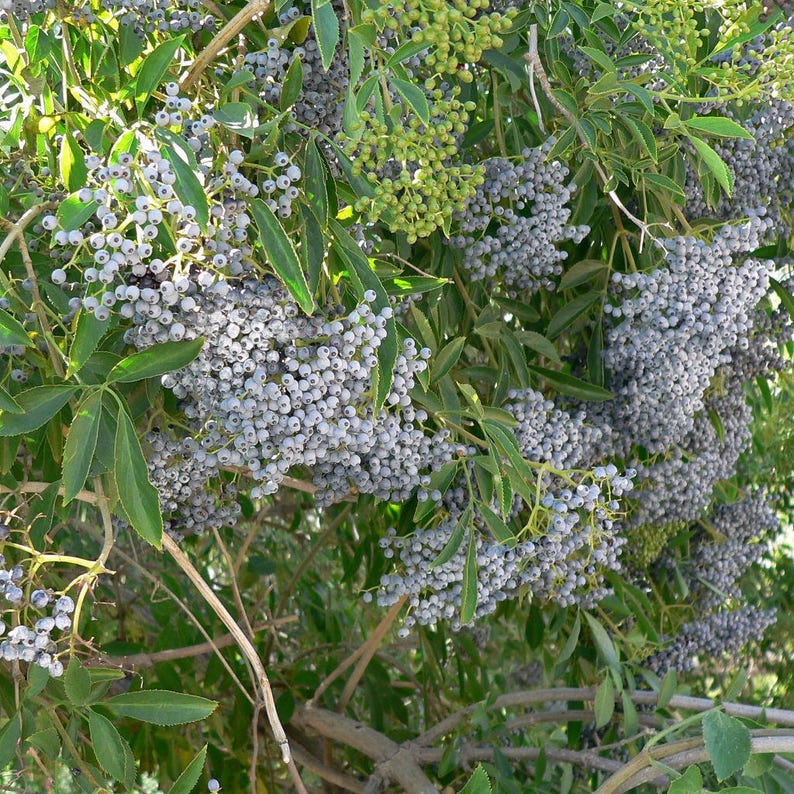 Mexican Elderberry Seeds sambucus Mexicana Packet of 10 - Etsy