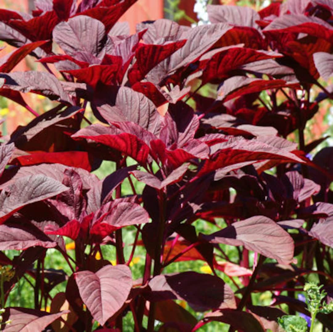 Kerala Red Amaranth Seeds -packet of 30 Seeds - Palm Beach Seed Company ...