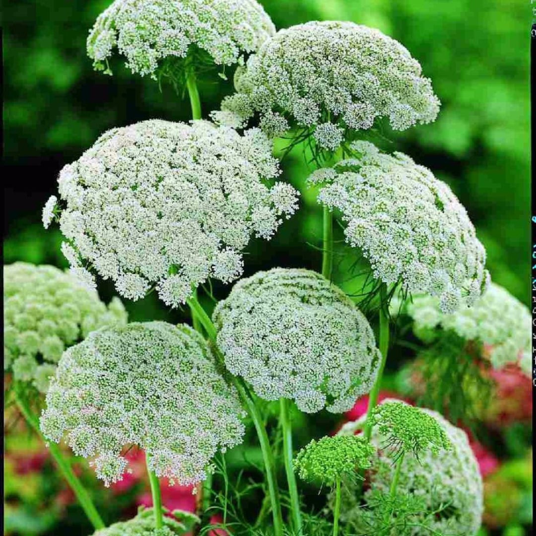 Khella Seeds; Honeyplant Seeds (ammi Visnaga) Packet of 30 Seeds - Palm ...