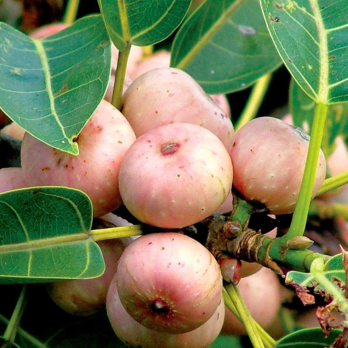 Bo-Tree Seeds Ficus religiosa 100 Seeds in Frozen Seed | Etsy