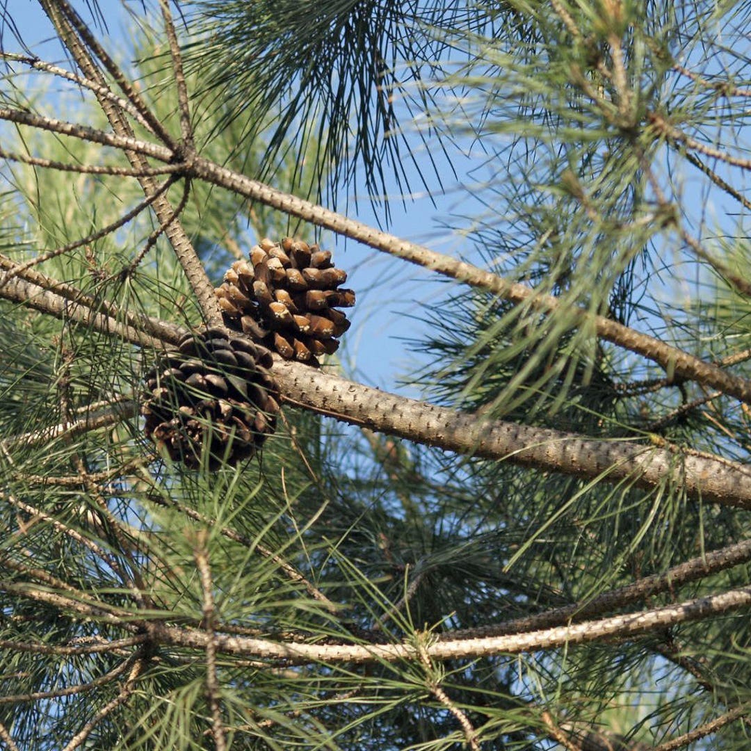 Pine Nut Tree Seeds (pinus Pinea) Packet of 2 Seeds - Palm Beach Seed ...