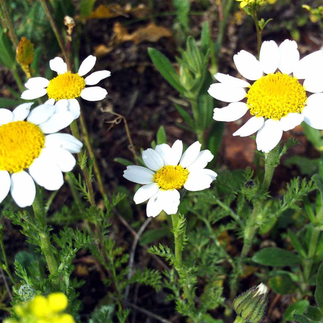 Pellitory Seeds anacyclus Pyrethrum Packet of 20 Seeds Palm Beach Seed ...