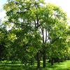 West Indian Elm Seeds guazuma Ulmifolia Packet of 5 Seeds Palm Beach ...