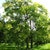 West Indian Elm Seeds guazuma Ulmifolia Packet of 5 Seeds Palm Beach ...