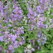 Faassen's Catnip Seeds (nepeta X Faassenii) Packet of 30+ Seeds- Palm ...