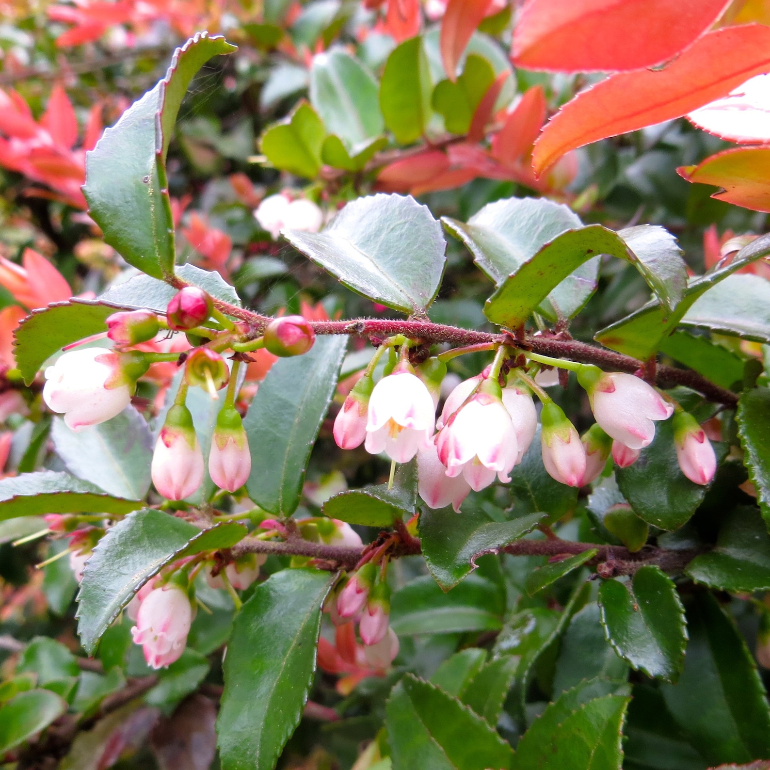 Evergreen Huckleberry Seeds (vaccinium Ovatum) Packet of 20 Seeds- Palm ...