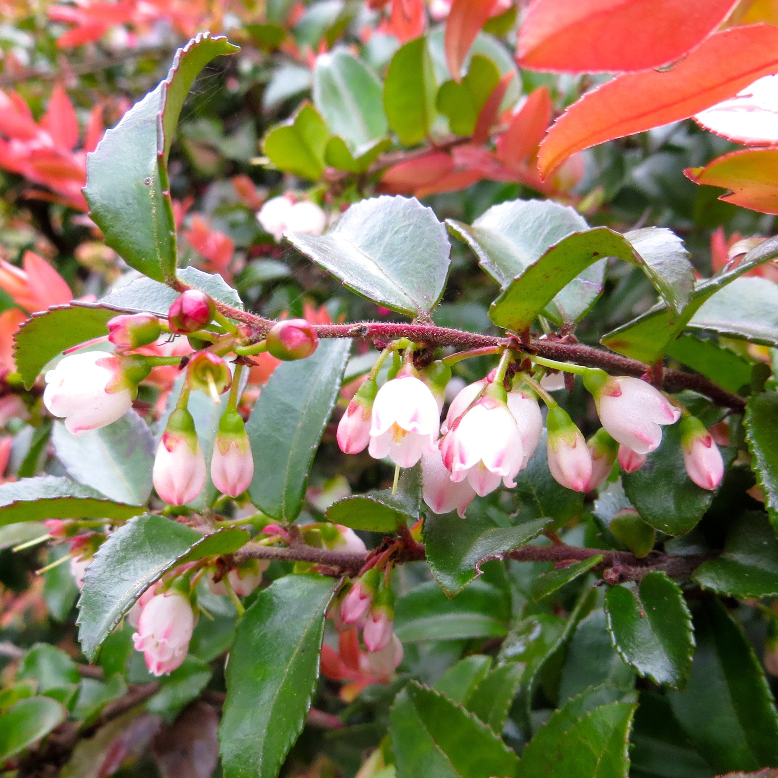 Evergreen Huckleberry Seeds (vaccinium Ovatum) Packet of 20 Seeds- Palm ...