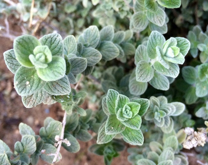 Golden Creeping Oregano - Etsy