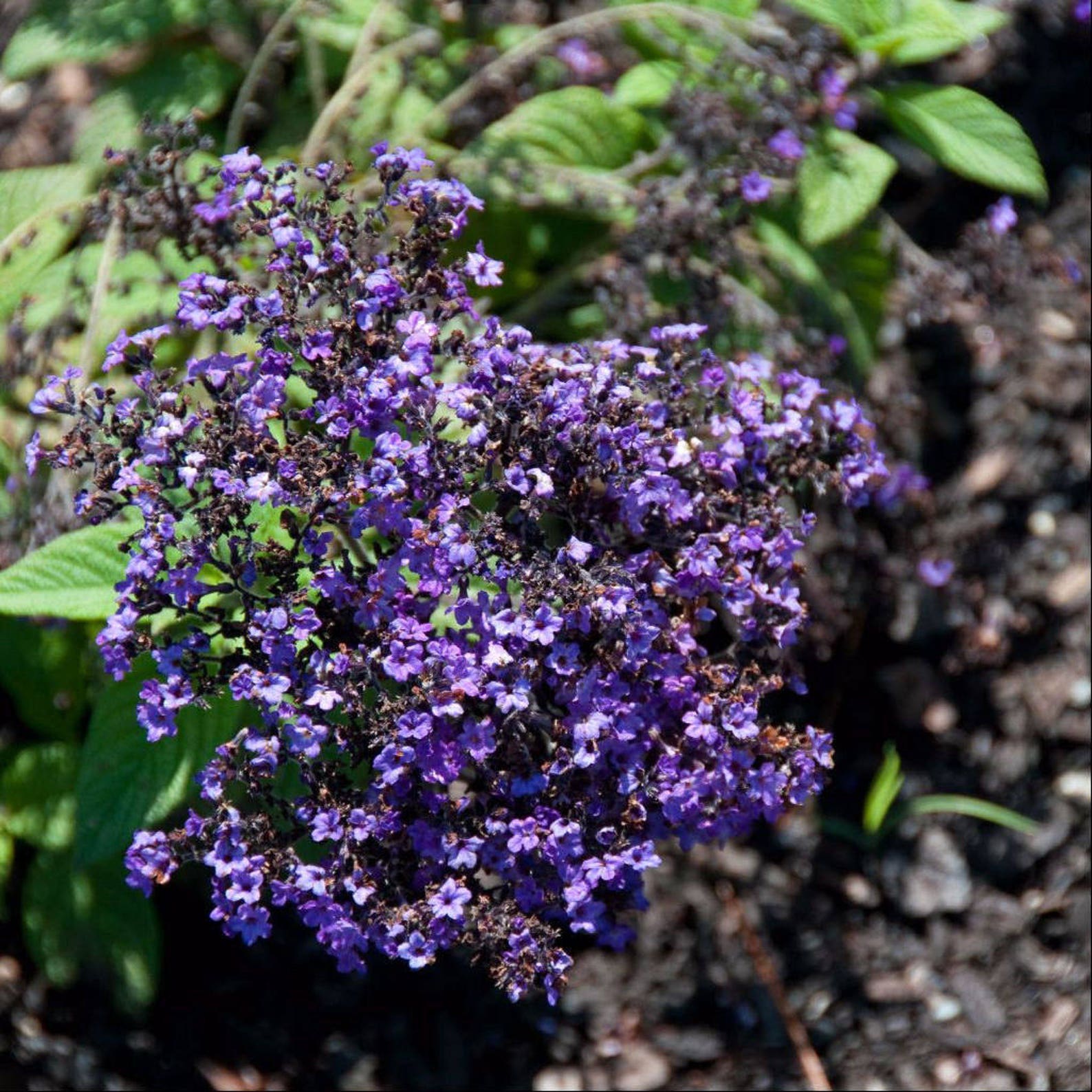 Heliotrope Seeds heliotropium Arborescens 40 Seeds in - Etsy