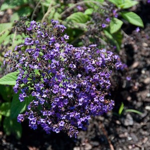 Heliotrope Seeds (heliotropium Arborescens) Packet of 40+ Seeds - Palm ...