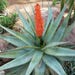 Cape Aloe Seeds (aloe Ferox) Packet of 20 Seeds - Palm Beach Seed ...