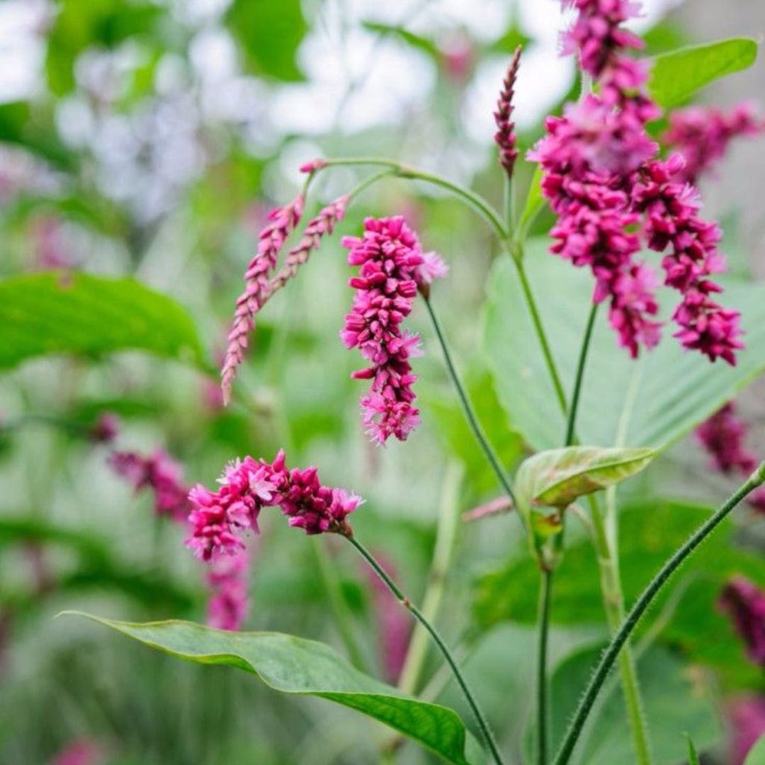 Kiss-me-over-the-garden-gate Seeds (polygonum Orientale) Packet of 20 ...