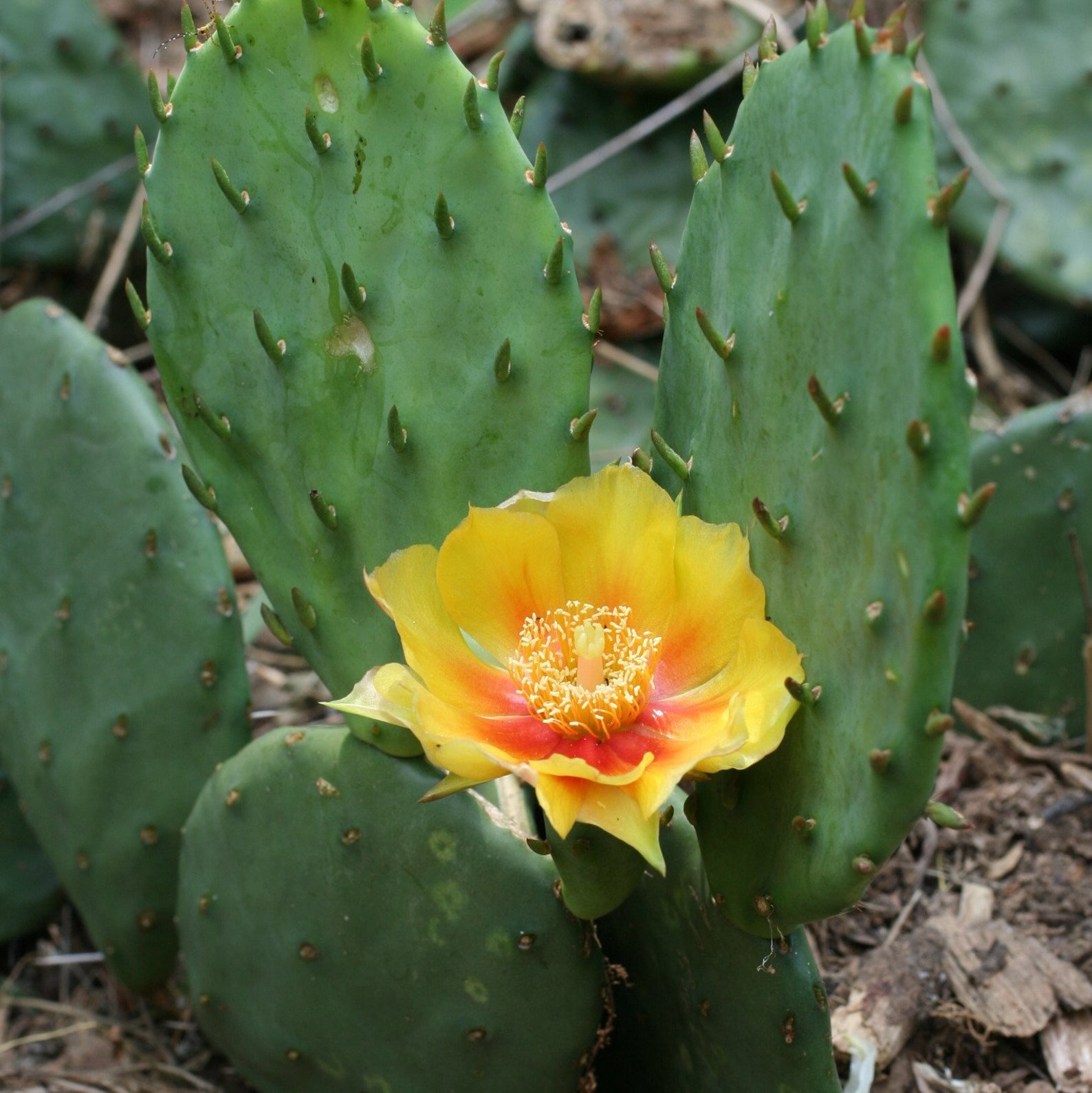 Eastern Prickly Pear Cactus Seeds opuntia Humifusa Packet of - Etsy
