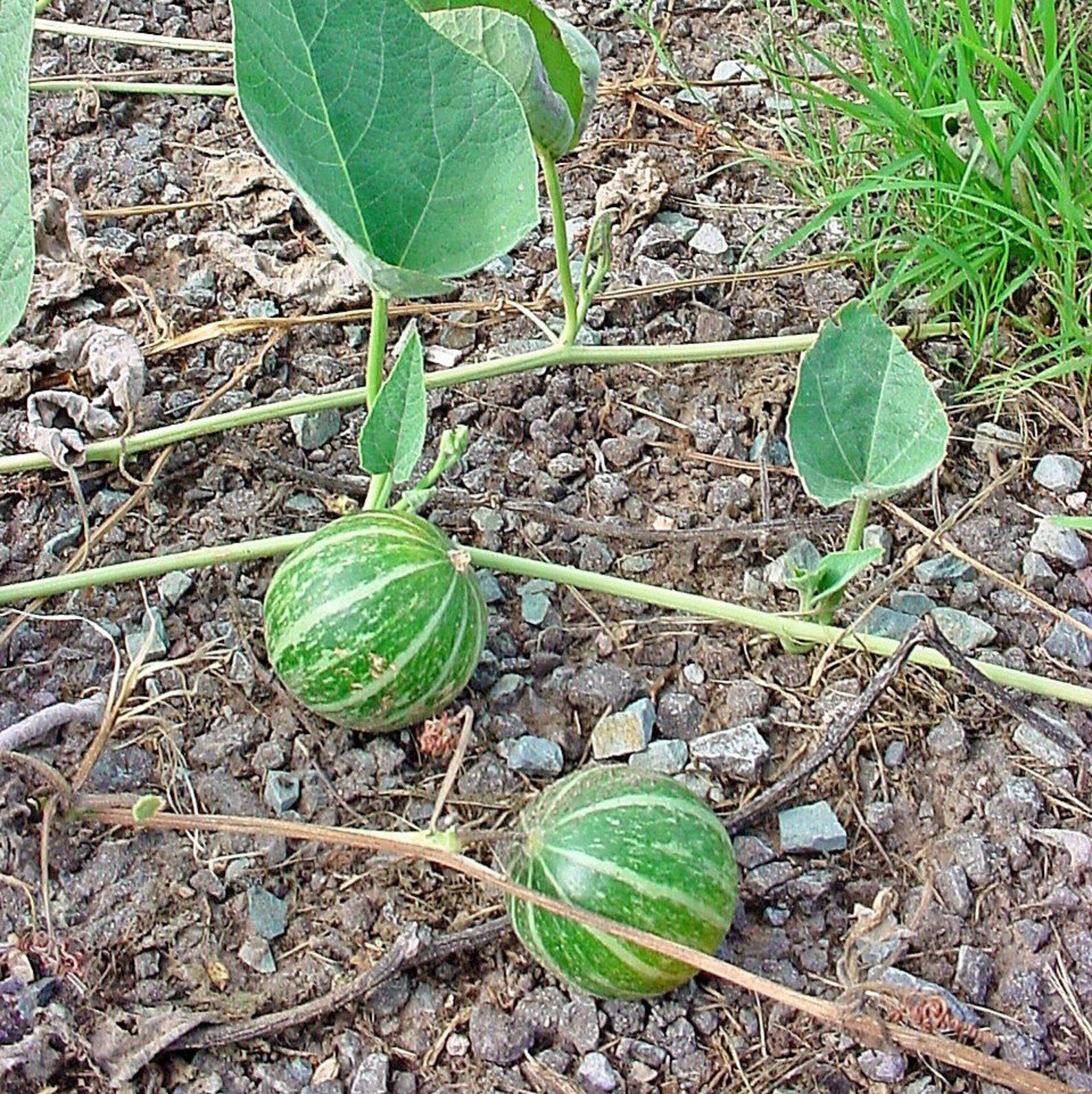 Buffalo Gourd Seeds (cucurbita Foetidissima) Packet of 10 Seeds - Palm ...