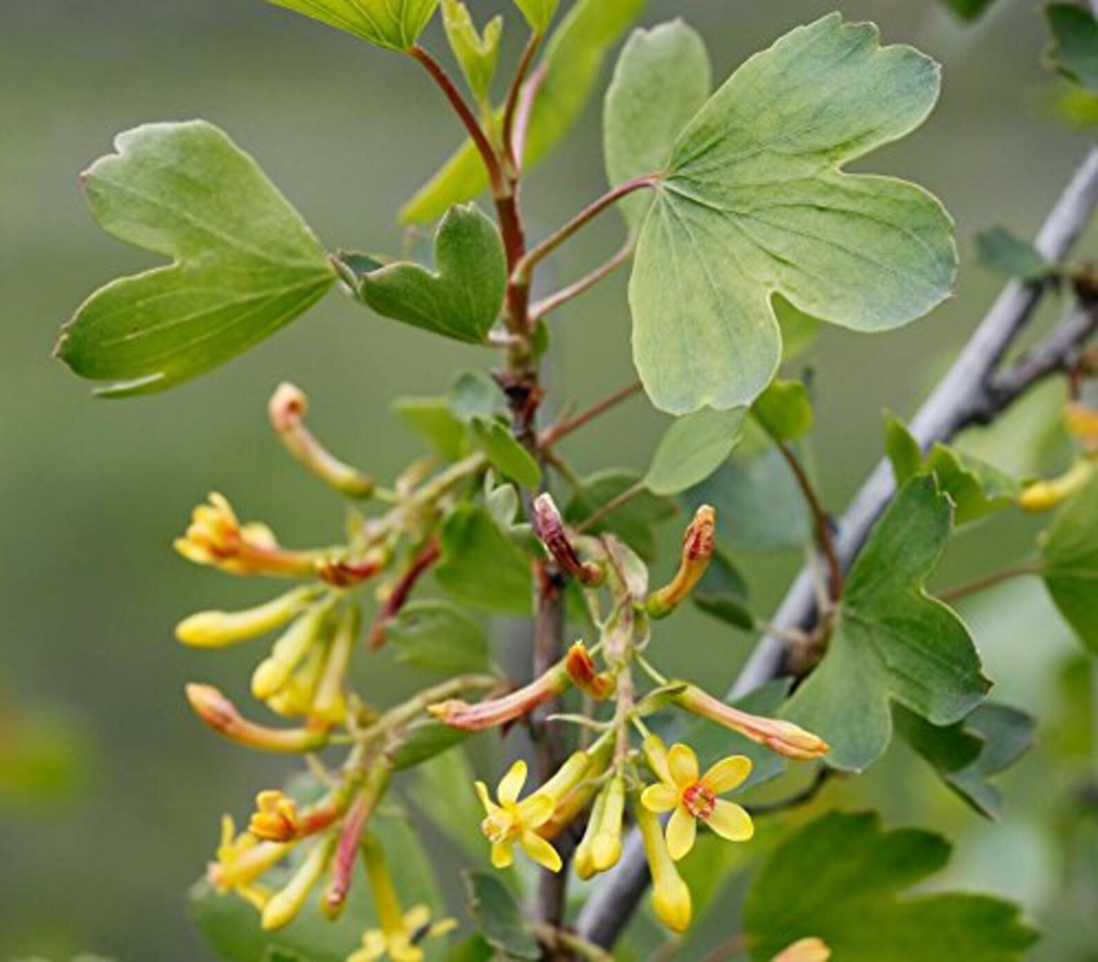 Golden Currant Seeds ribes Aureum Packet of 20 Seeds Palm - Etsy