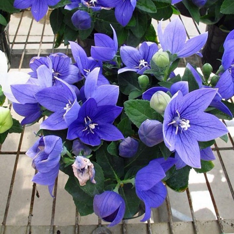 Balloon Flower Seeds platycodon Grandiflorus Packet of 40 - Etsy