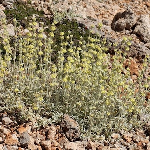 Greek Mountain Tea Seeds (sideritis Syriaca) 20+ Seeds in Frozen Seed ...