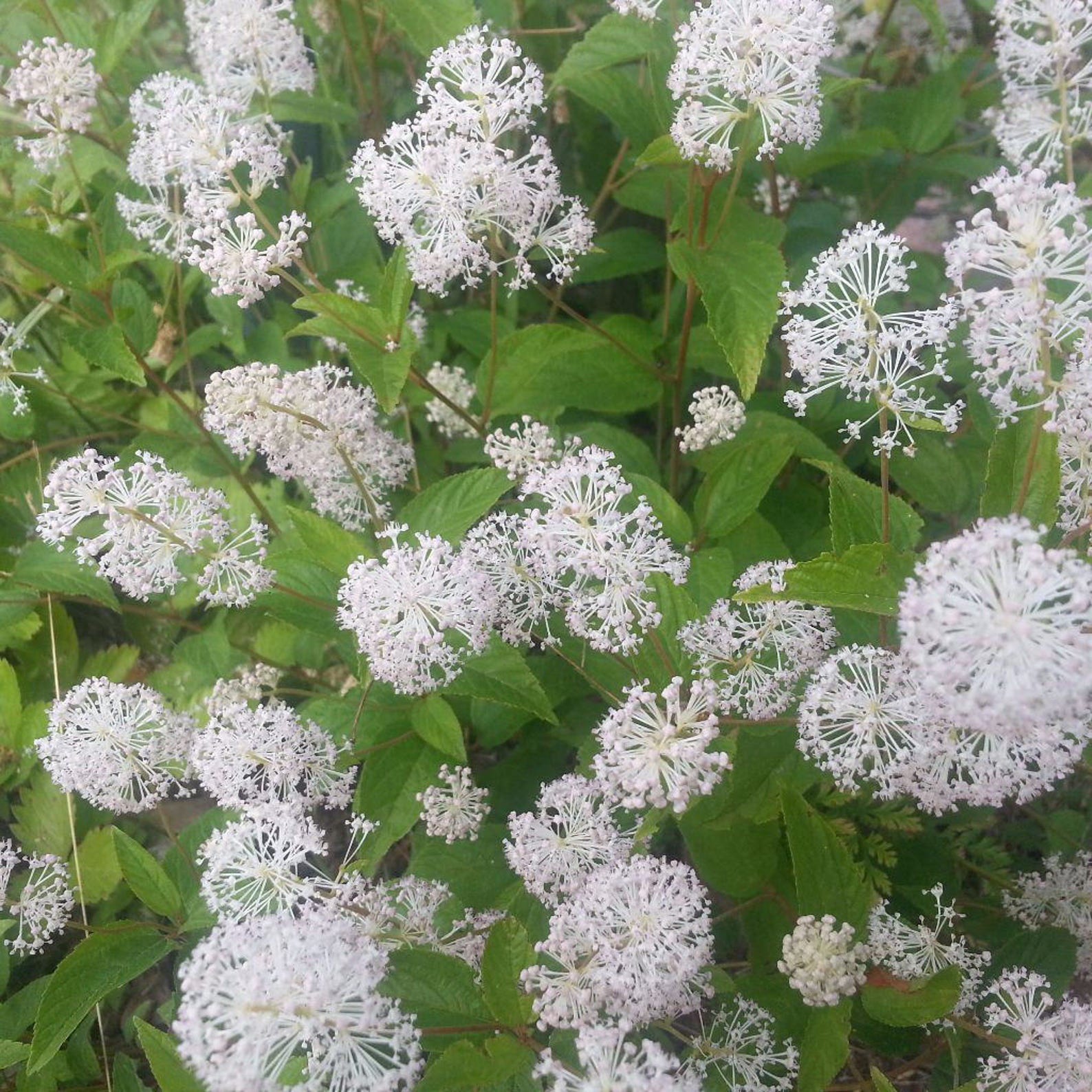 New Jersey Tea Seeds (ceanothus Americanus) Packet of 20 Seeds - Palm ...